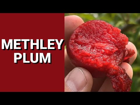 Methley Plum - YouTube