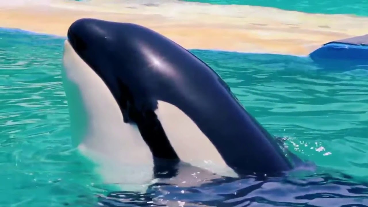 This Lonely Marine Park Orca Is Sick And Drugged Up To The Point Where ...