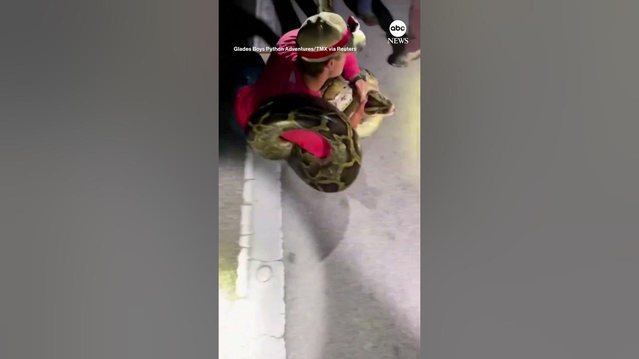 19-foot Burmese python caught in Florida | ABC News - YouTube