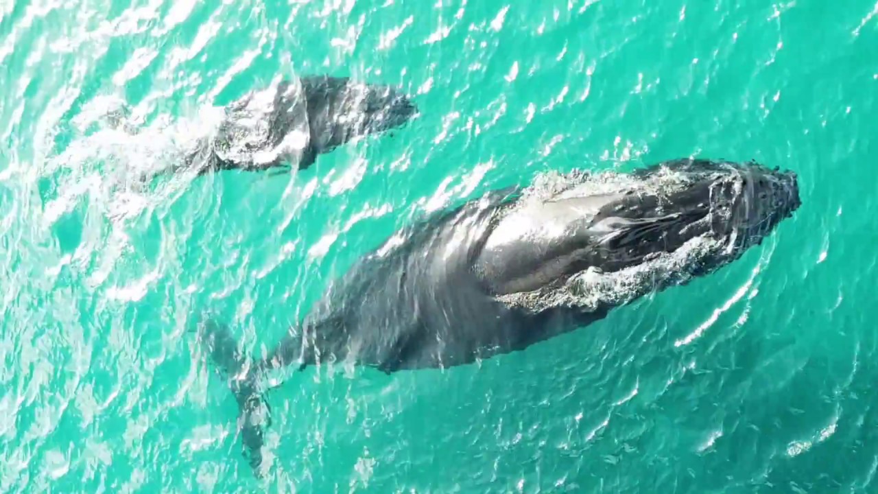Humpback Whales in Madagascar: Bird's Eye View - YouTube