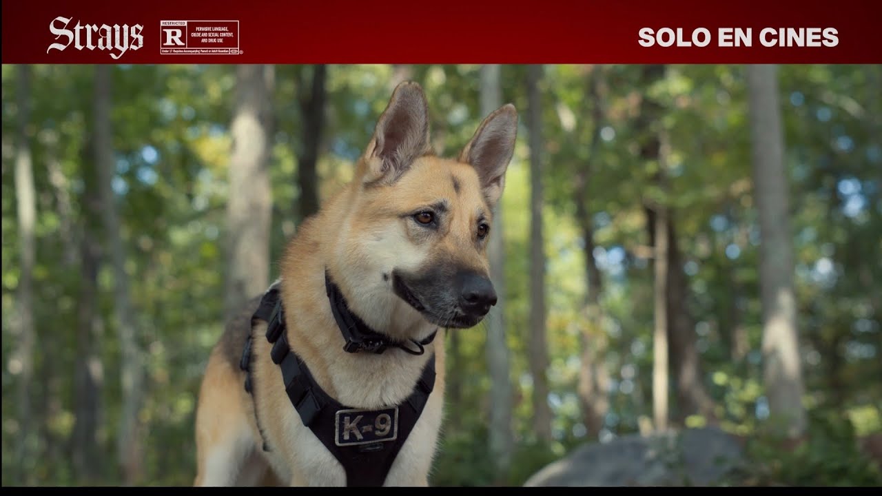 Strays TV Spot #12 - F Words - YouTube