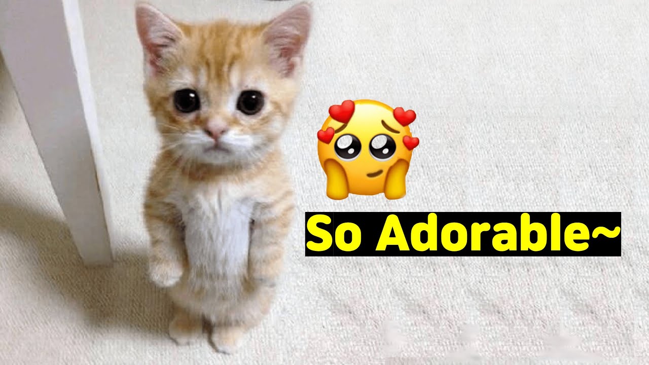 Cute animals for when you get stressed #9 /Best Funny Animal Videos of ...