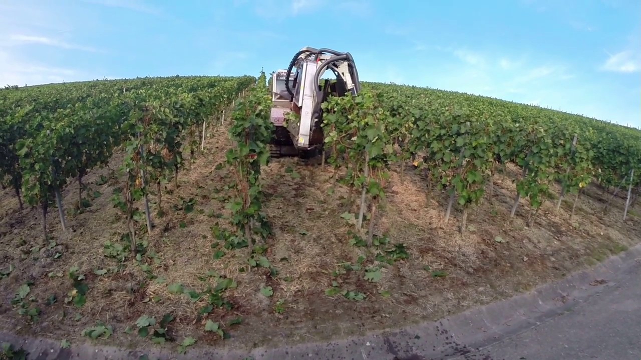 ANDREOLI ENGINEERING UT110 & HOFFMANN GRAPE HARVESTER - YouTube