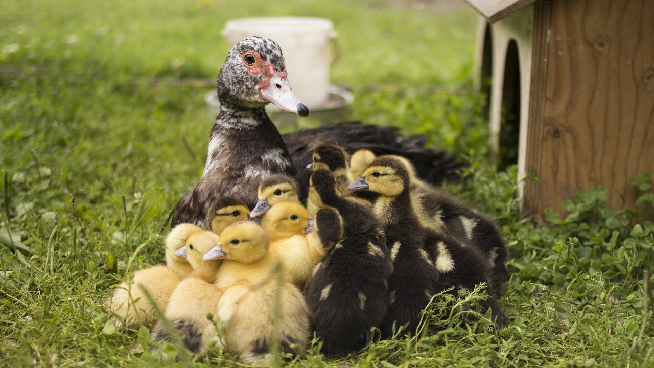 Duck videos For Babies -Cute Baby Duck videos - Funny Baby Duck videos ...