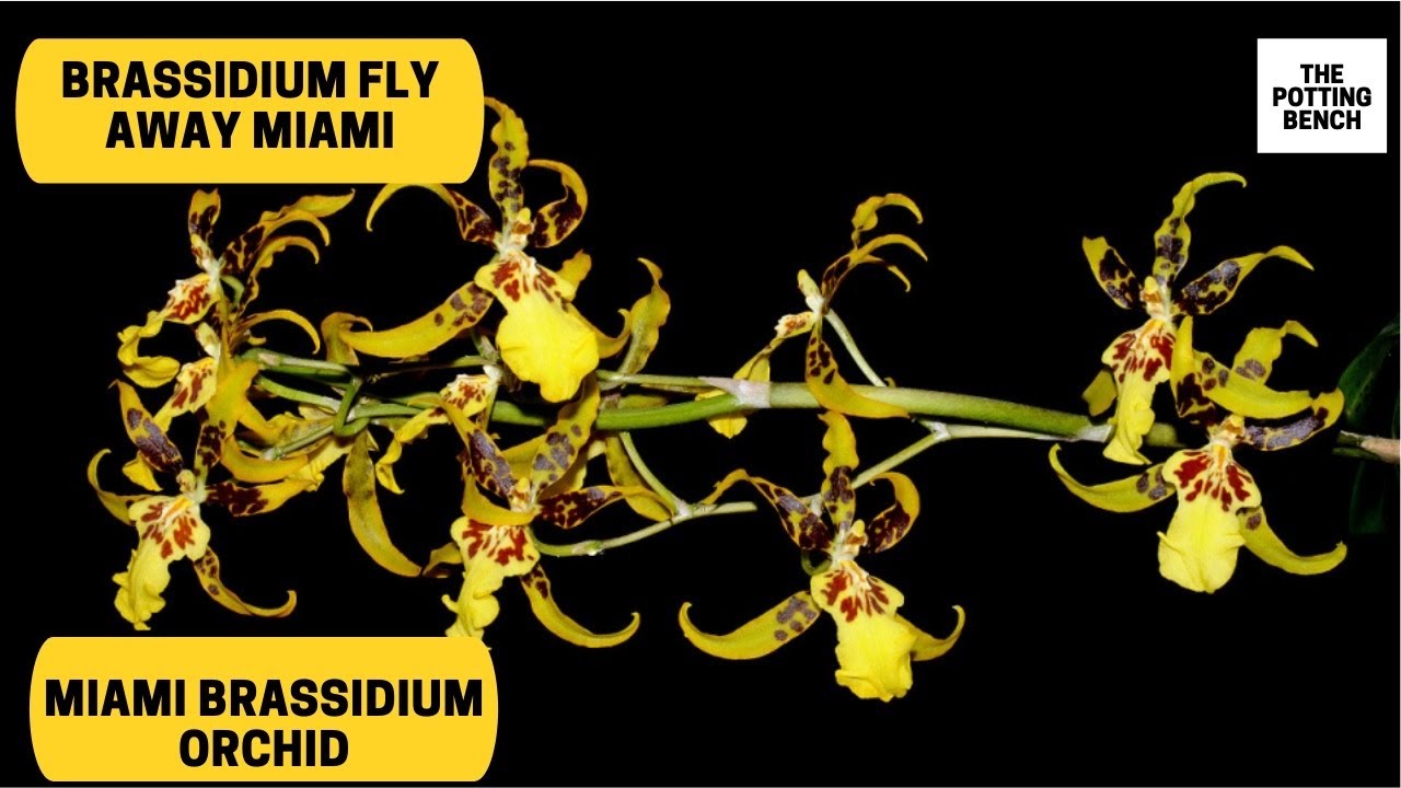 X Brassidium Fly Away ‘Miami’ | Miami Brassidium Orchid | Hybrid Orchid ...