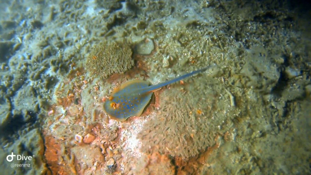 Dive site Labas Tioman Island - YouTube
