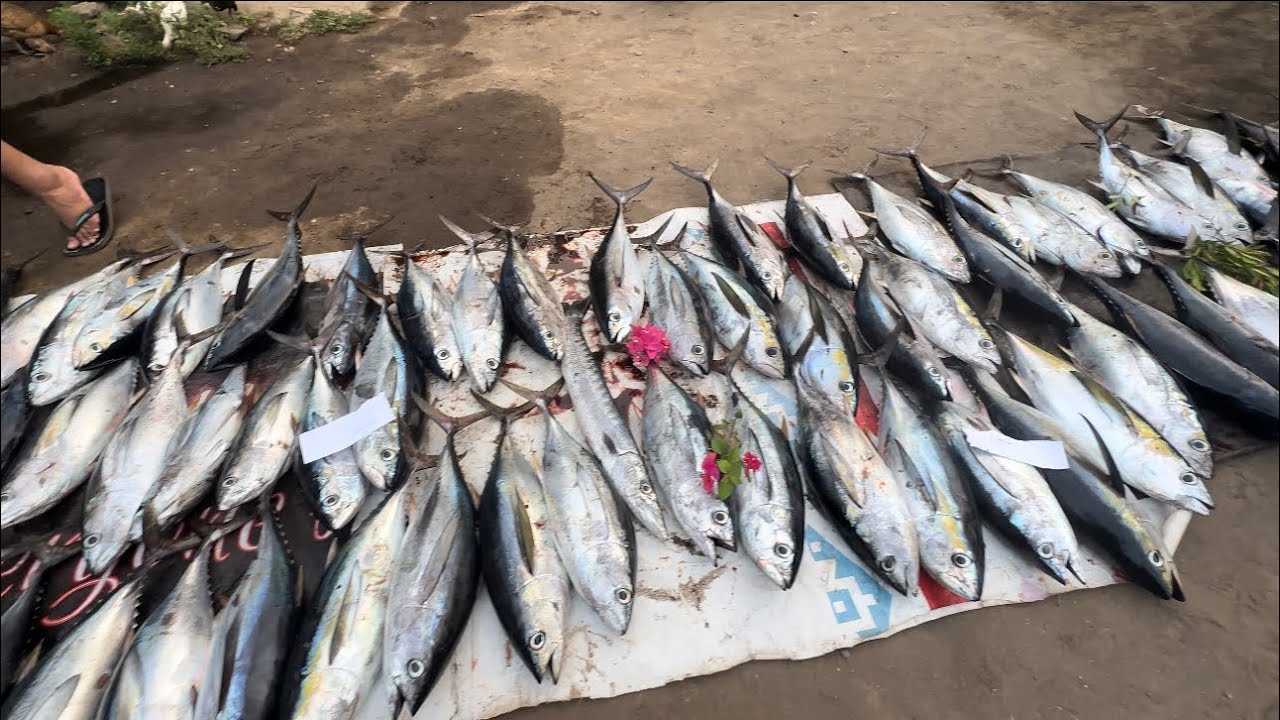 FISHING TRIP TO NORT BALI ‼️ MANCING TUNA DI TIANYAR BALI UTARA - YouTube