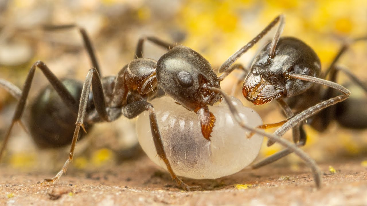 Rainbow Ants Traversing - Super Close-Up Footage - YouTube