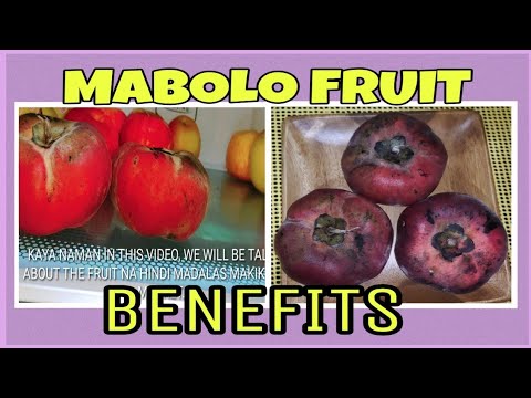 BENEFITS OF MABOLO FRUIT|VELVET APPLE|VELVET PERSIMMON|KAMAGONG TREE ...
