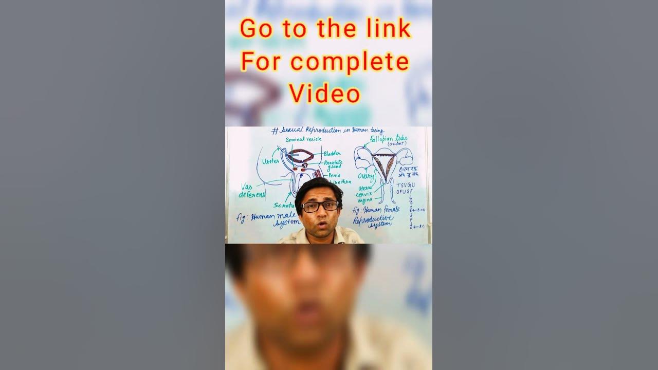 Functions Of The Testis Youtube