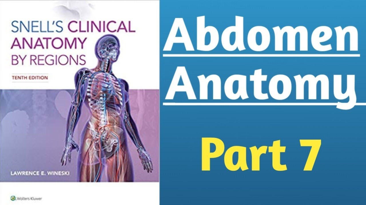 Snell's Clinical Anatomy || Abdomen Gross Anatomy (part 7) || Anatomy ...