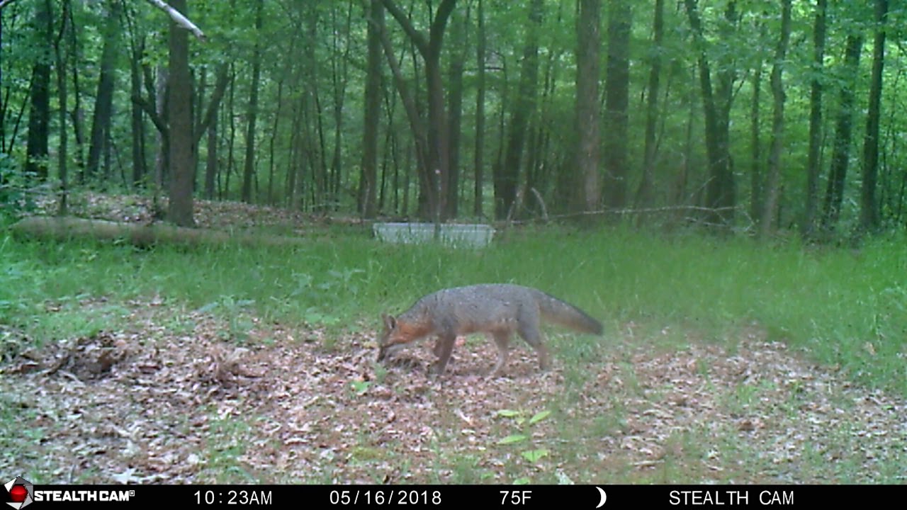 Grey Fox, in Western Kentucky Backyard #3 - YouTube