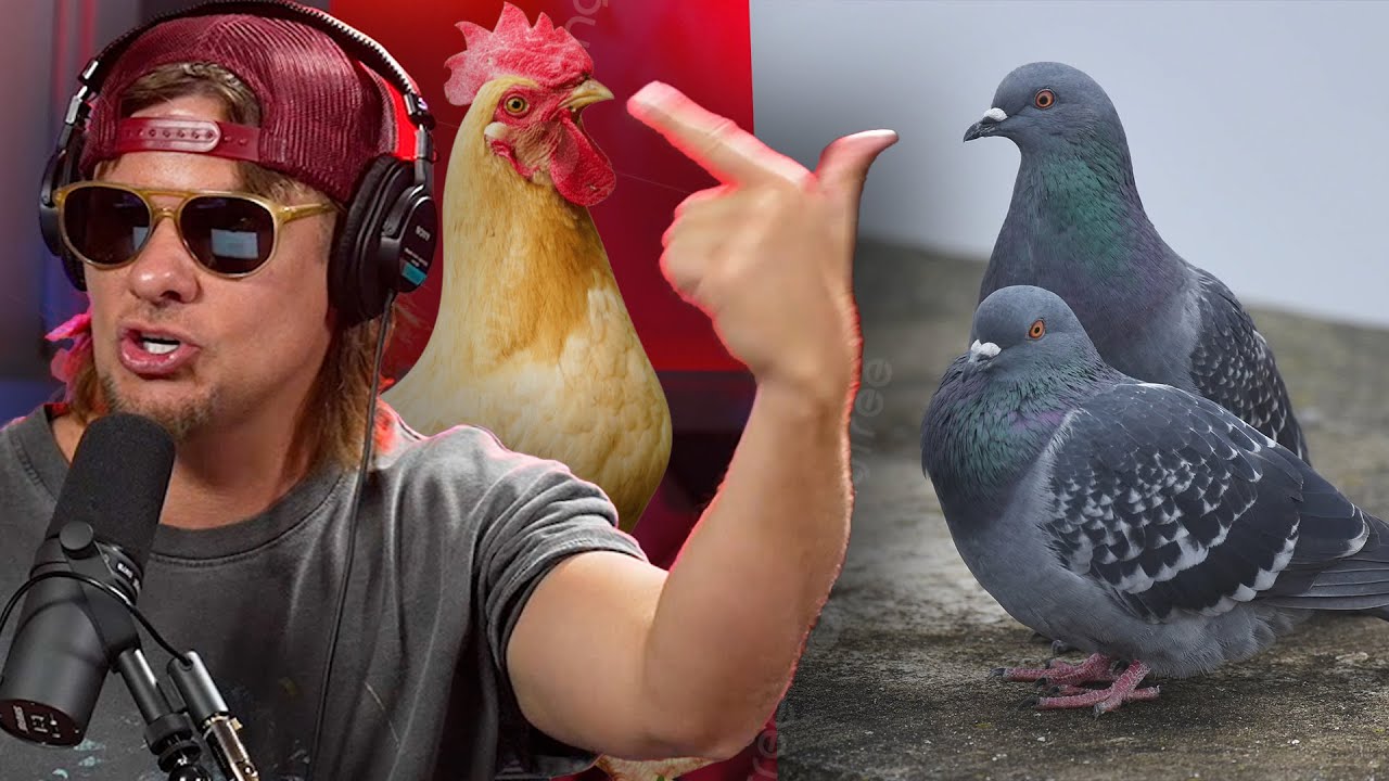 Theo on Pigeons - YouTube