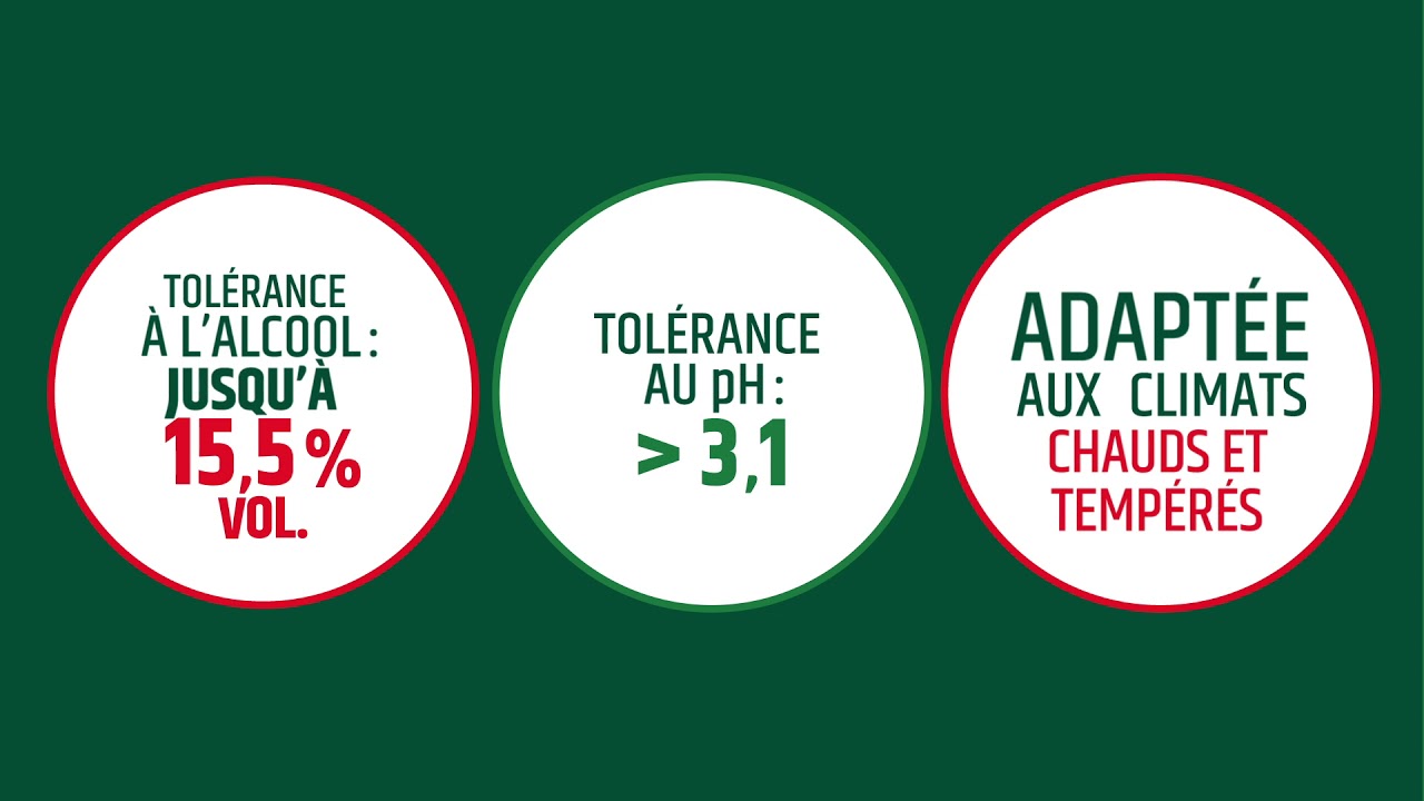 Fermentation malolactique : des vins complexes et traditionnels avec la ...