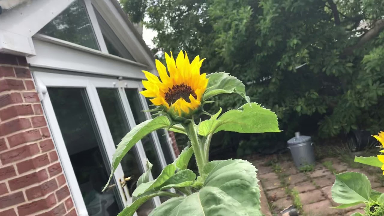 Our sunflowers - YouTube