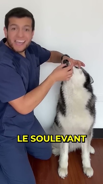 Tu Peux Sauvé Un Chien Comme ça ! 😱😱 - YouTube