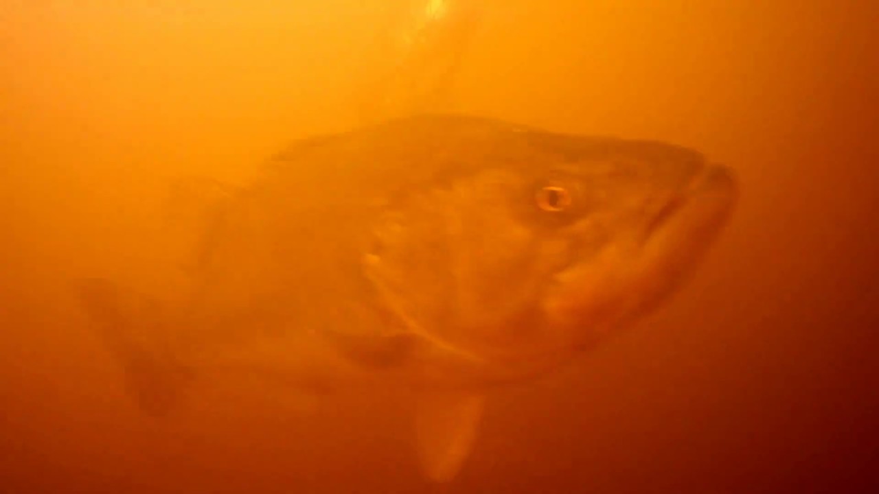 Underwater Footage of Bass Striking Swimbaits - YouTube