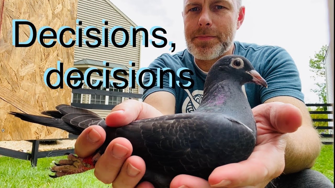 Selecting young birds | racing pigeons - YouTube