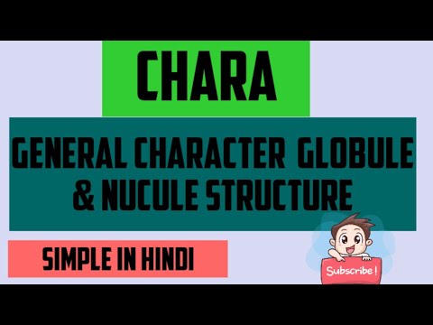 #chara algae | general characters | plant body and thallus ...