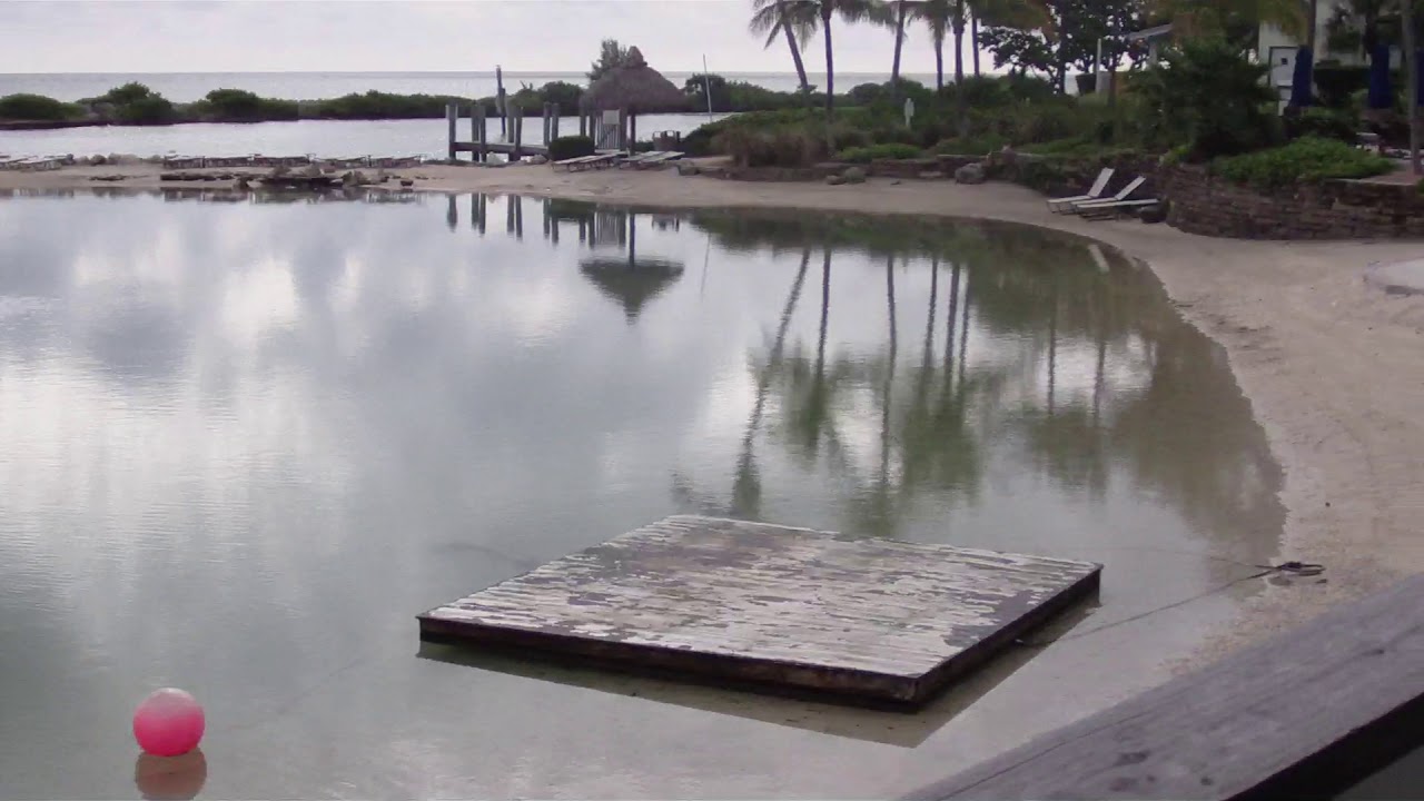 Dolphin Trainers Feeding Dolphins & Play time - HAWKS CAY Resort ...