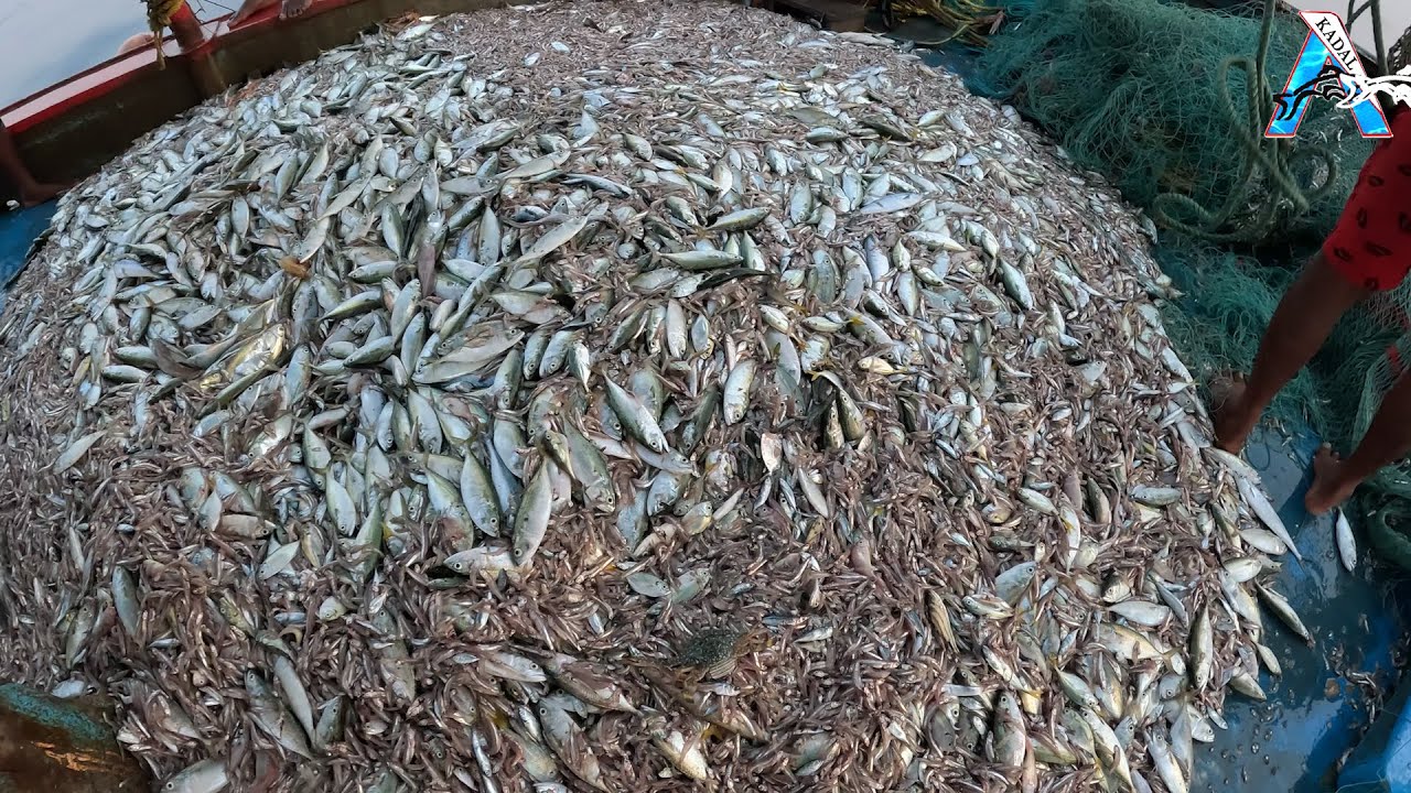 Big Catch Fishing in The Deep Sea With Big Boat | KADAL - YouTube