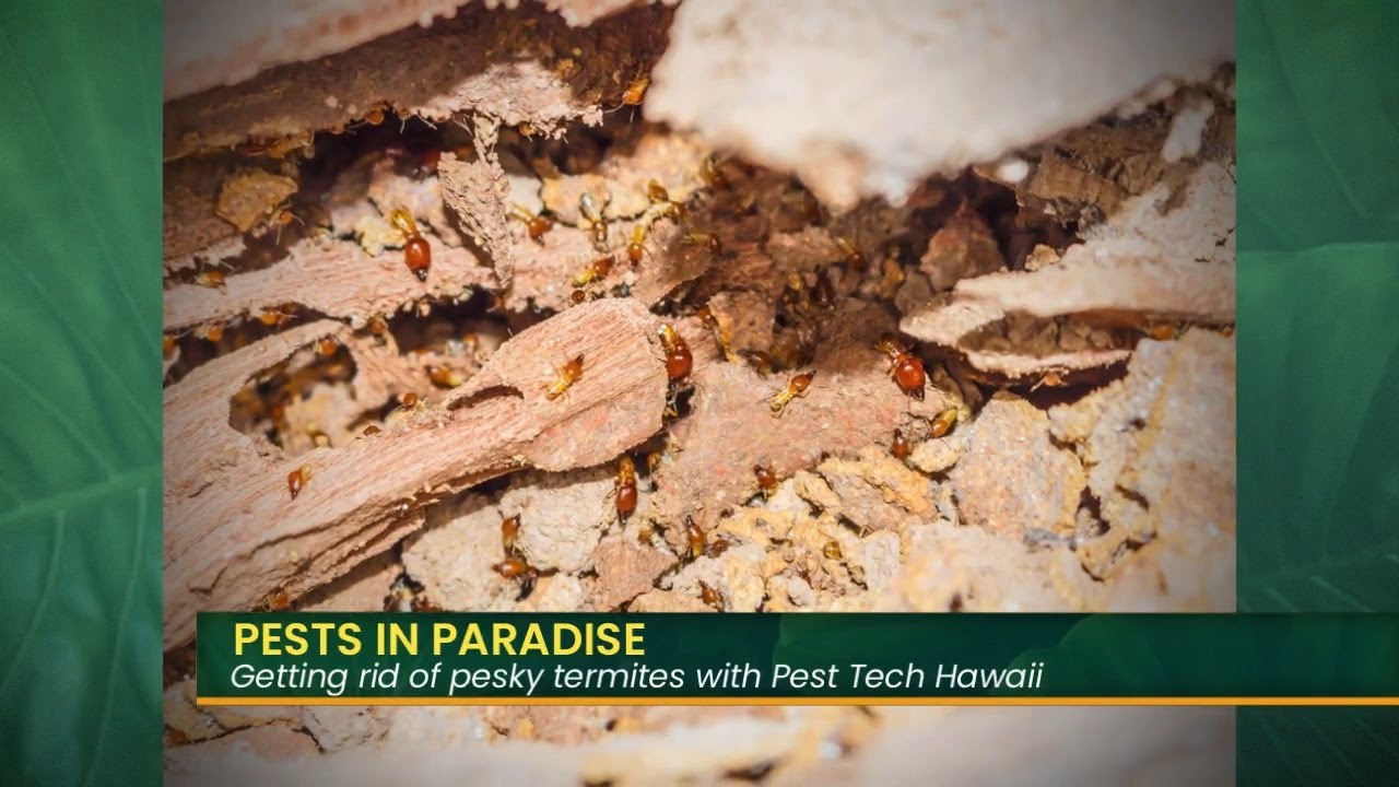 Getting rid of pests in paradise with Pest Tech Hawaii - YouTube