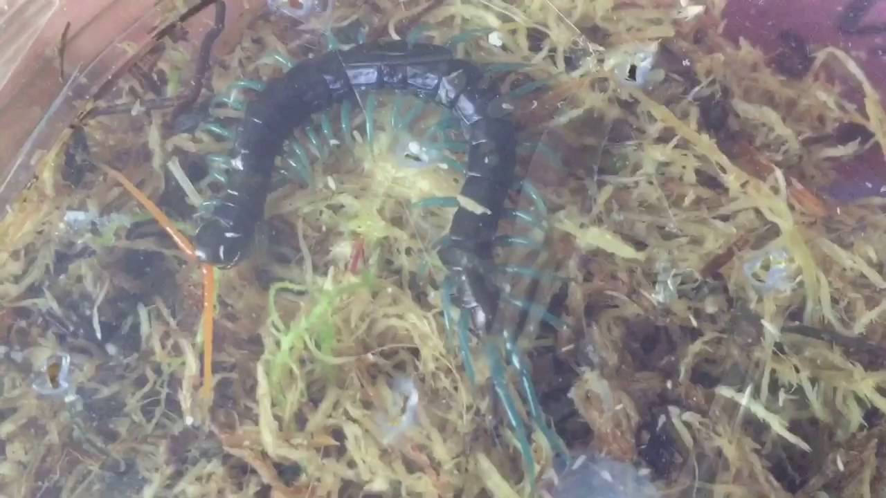 Very Rare Centipede Unboxing Part 1 Of 2 - YouTube