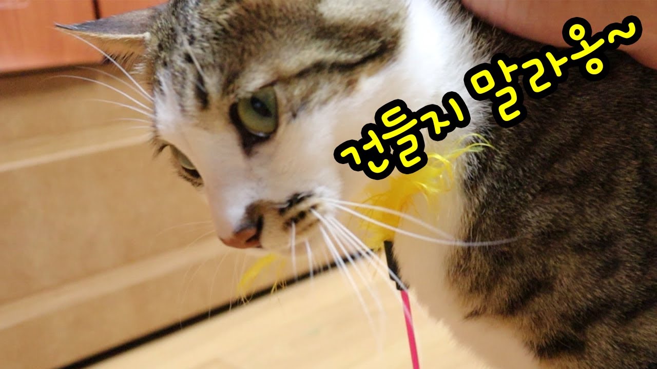 고양이용 오뚜기 장난감을 줬는데 반응이 왜이런거죠? ㅎㅎ | CWon - YouTube