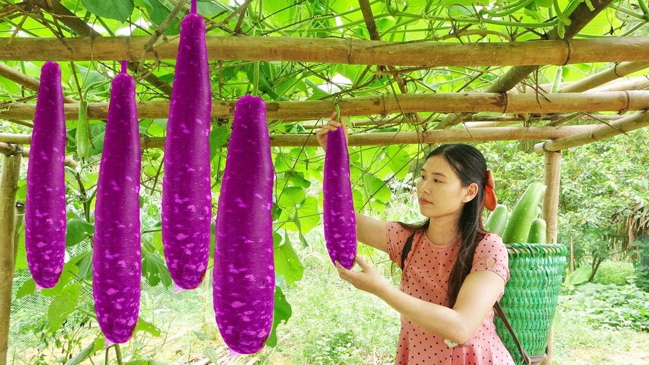 Harvesting Gourds and Melons Goes to market sell, Daily Life | Bích Harvesting - YouTube