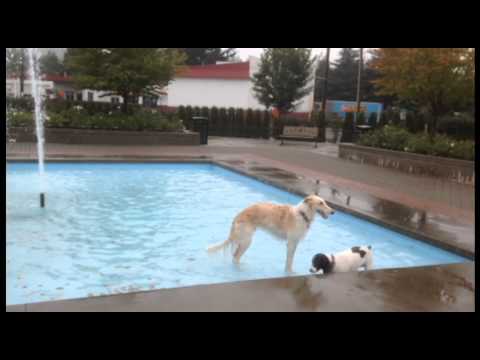The New Banfield Pet Hospital World Headquarters Dog Park - YouTube