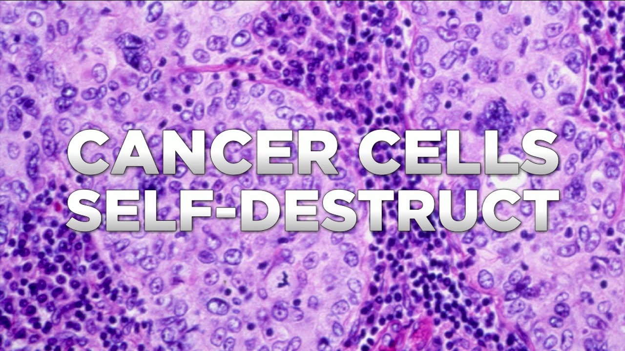 Live Healthy: Cancer Cells Self-Destruct - YouTube