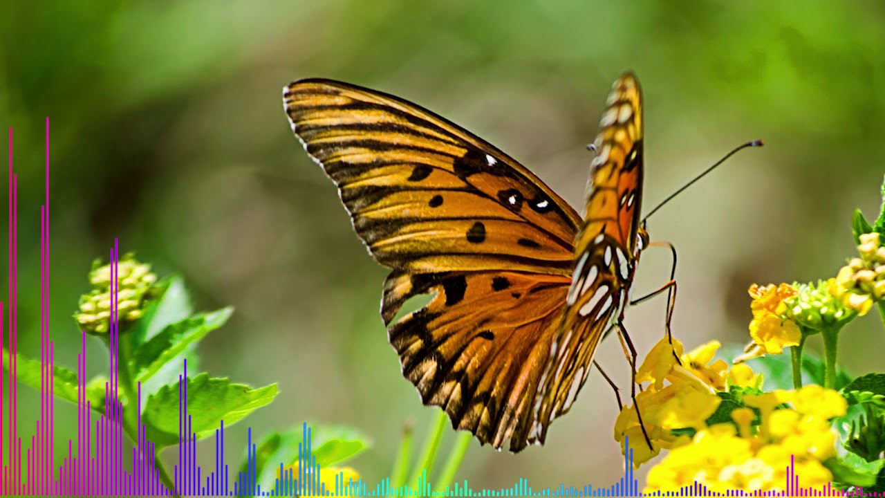 Butterflies - Peter Sandberg (Free music) - YouTube