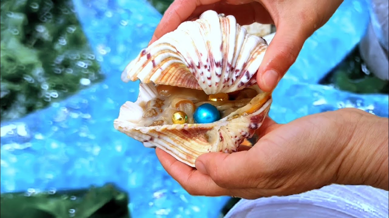 Blue Pearl! This variety of Phoenix pearl shells produces high quality ...