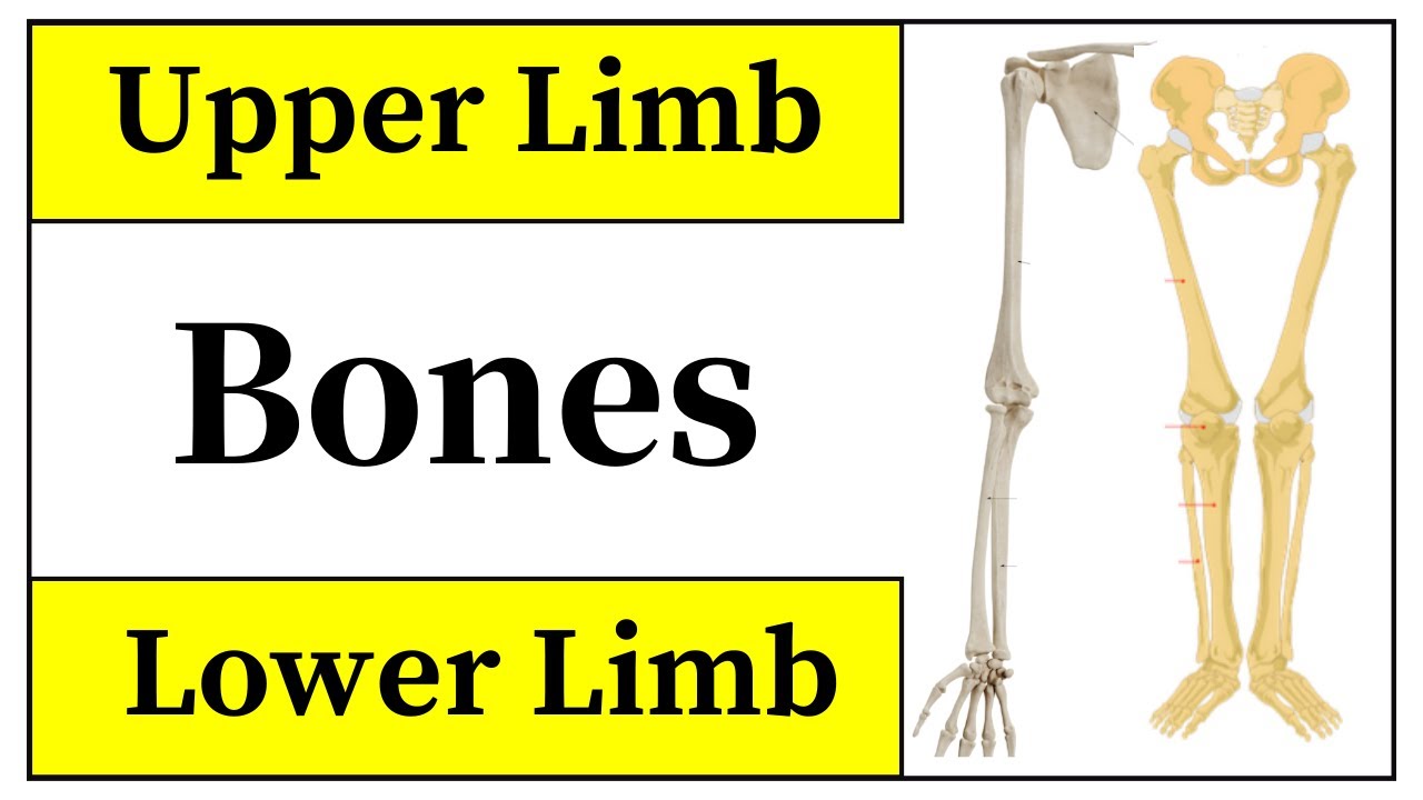 Upper Limb Introduction Anatomy Series 1 Parts Bones 41 Off