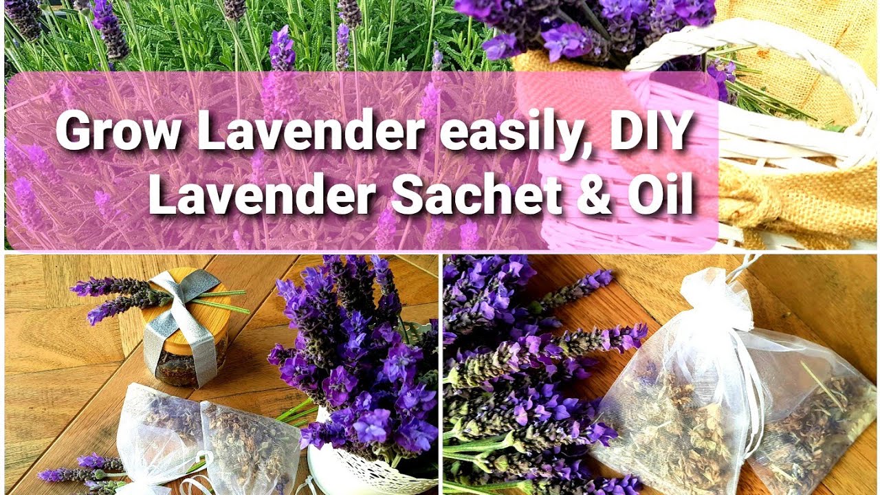 Easy tips to grow Lavender, DIY Lavender Sachet, DIY Lavender Oil ...