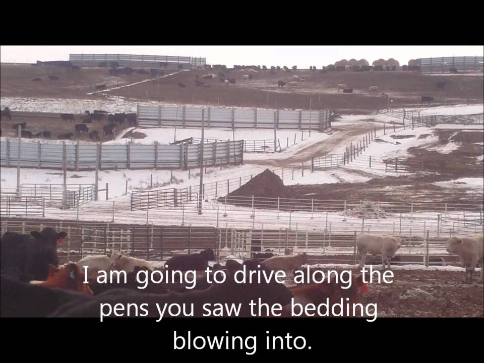 One Nebraska Feedlot in Winter.wmv - YouTube