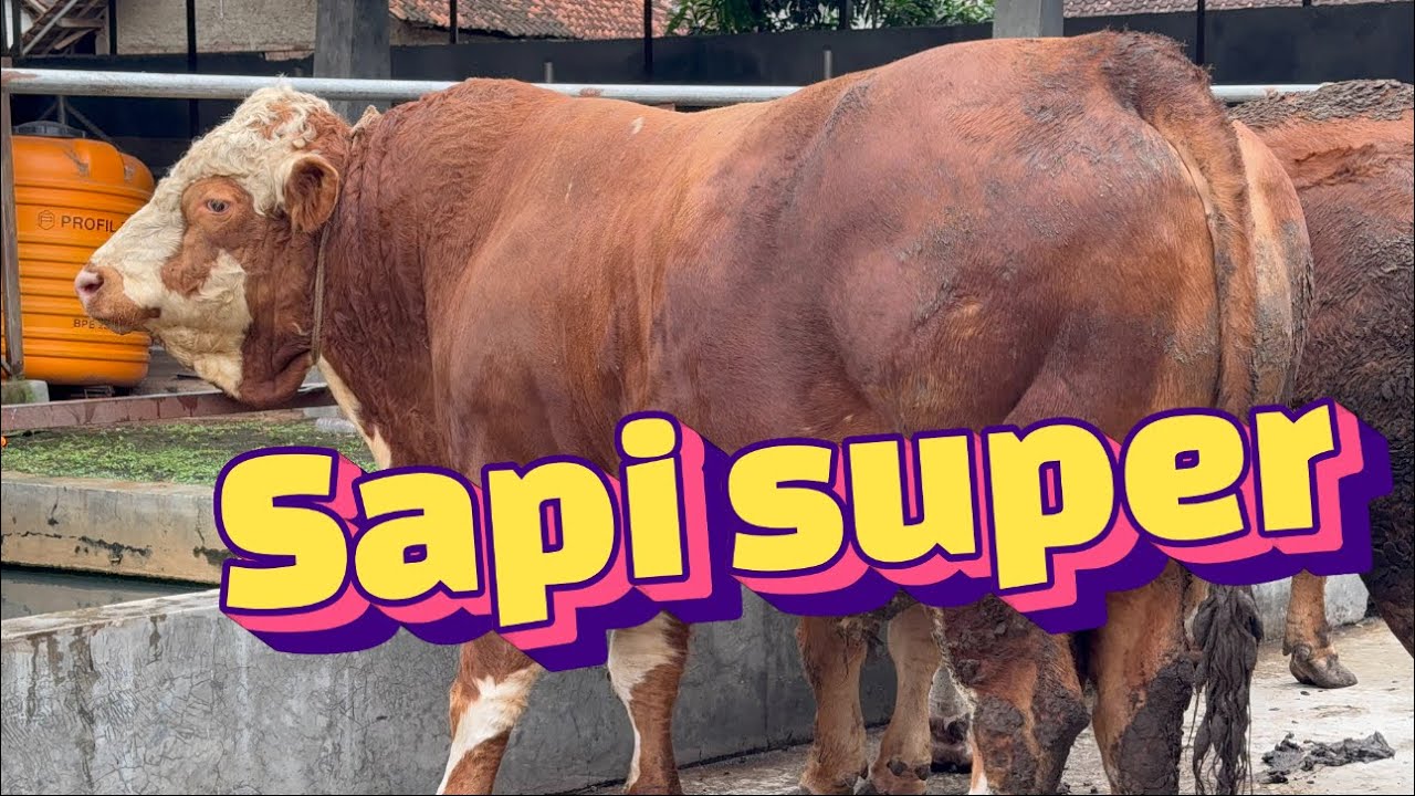 SAPI KURBAN TERBAIK TAHUN INI #triafarmnusantara #sapikusemangatku # ...