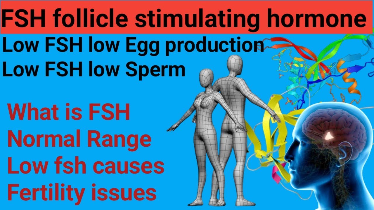 FSH | fertility hormone for egg and sperm | FSH 3D animation - YouTube