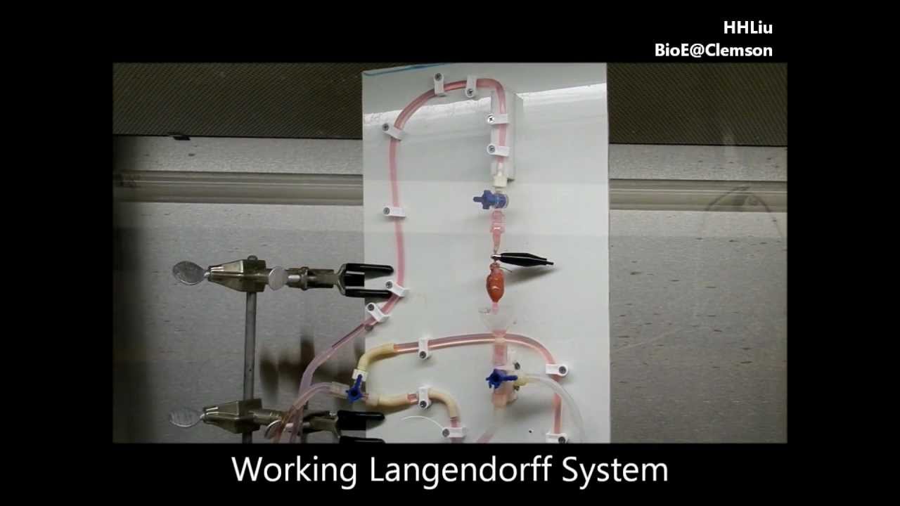 Customized Langendorff System - YouTube