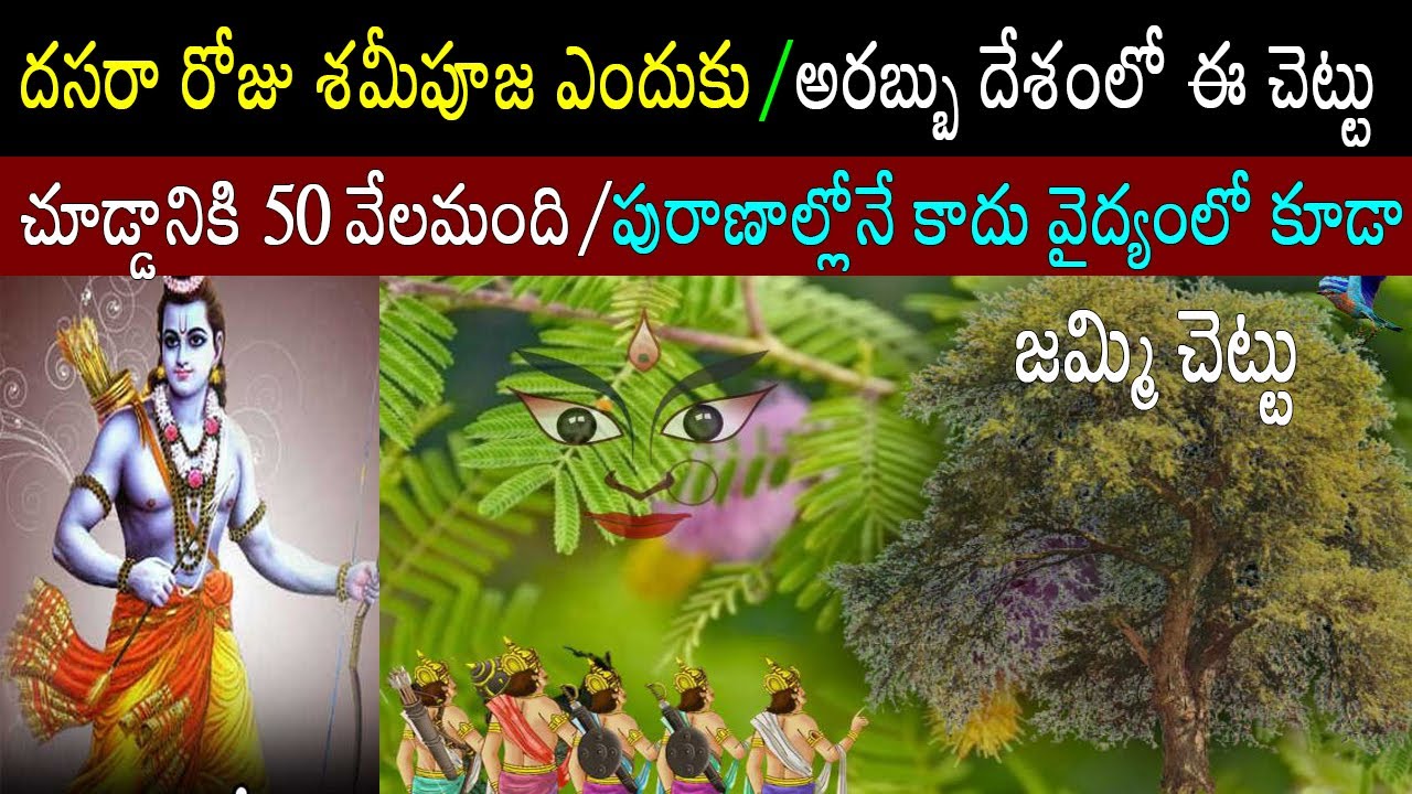 దసరా శమీ పూజ/jammi chettu importance in dasara/jammi chettu ...
