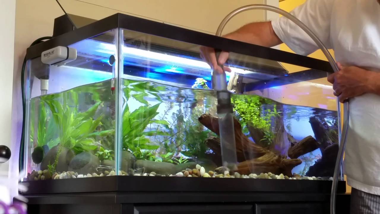 Cleaning Turtle Rock in Henry's Tank. - YouTube