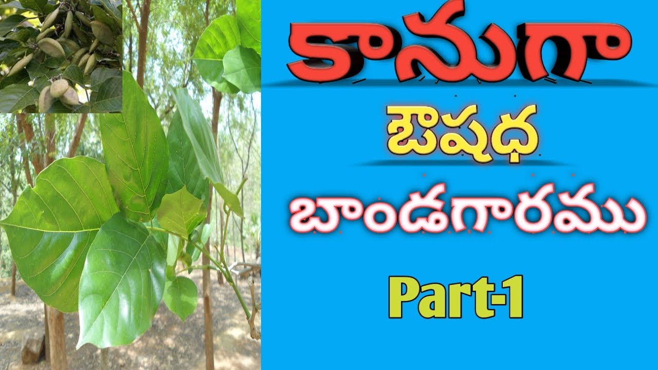 Kanuga Chettu Health Benefits In Telugu|కానుగా ఉపయోగాలు/Millettia ...