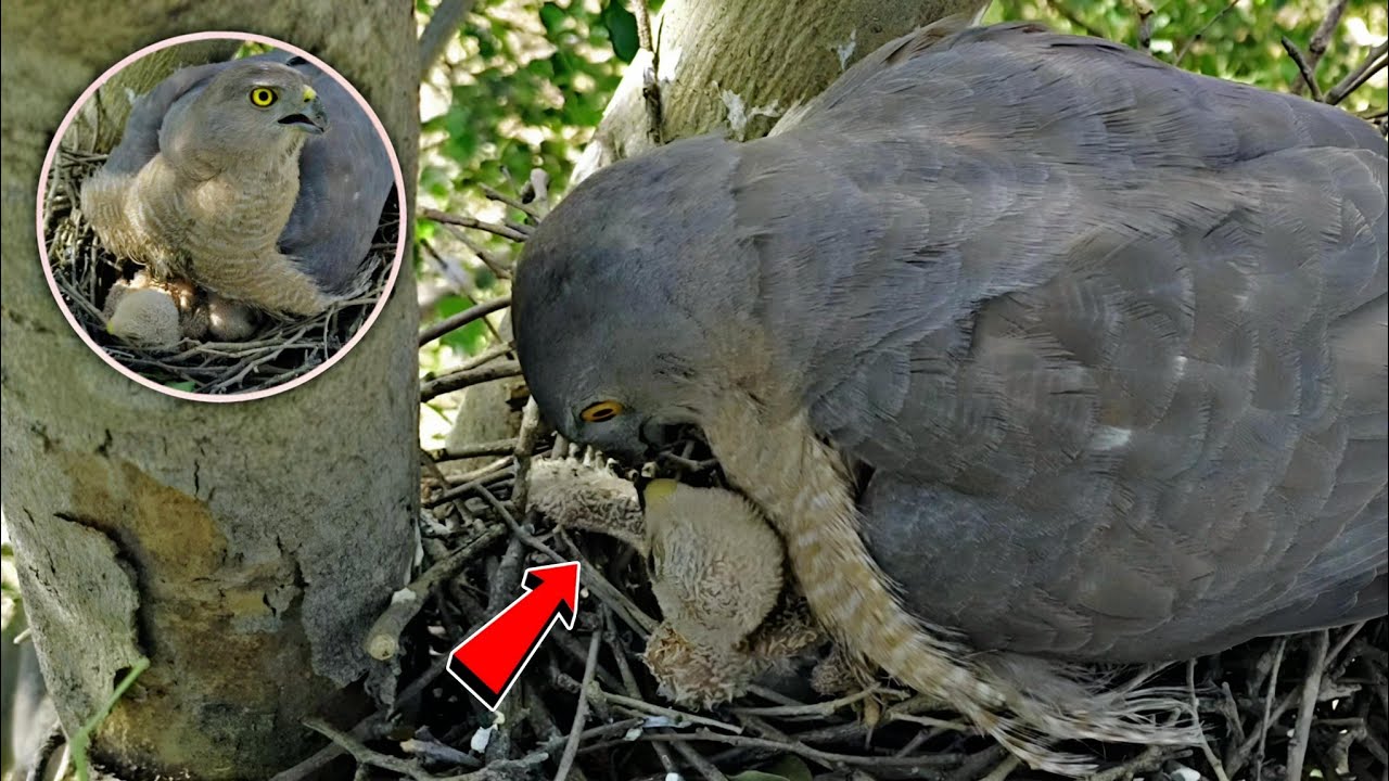 Mother hawk feeding babies while sitting on them | incredible nature ...