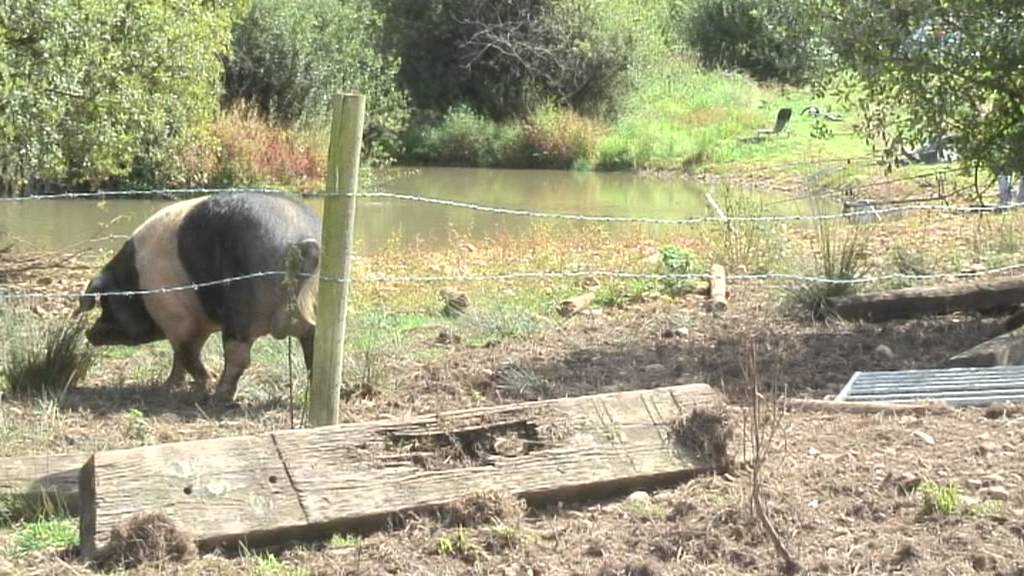Rhea Farm and Fishery - YouTube