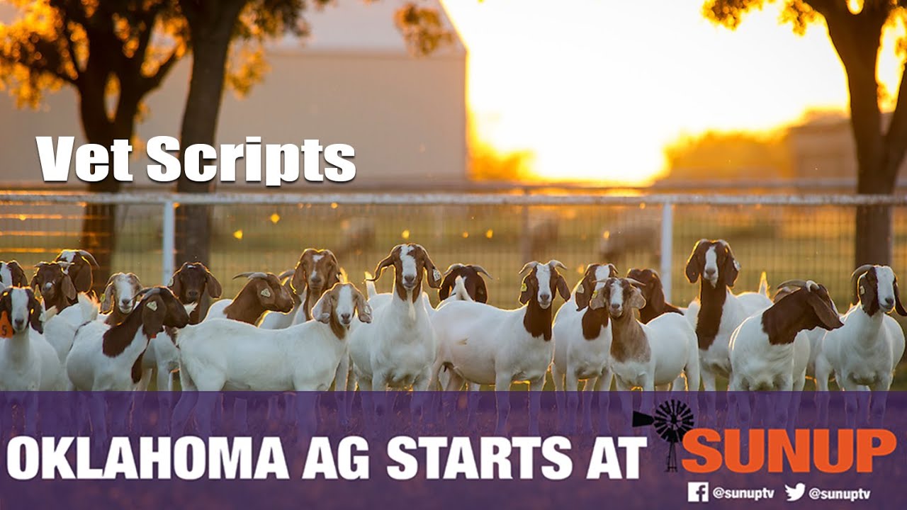 Vet Scripts (10/21/17) - YouTube