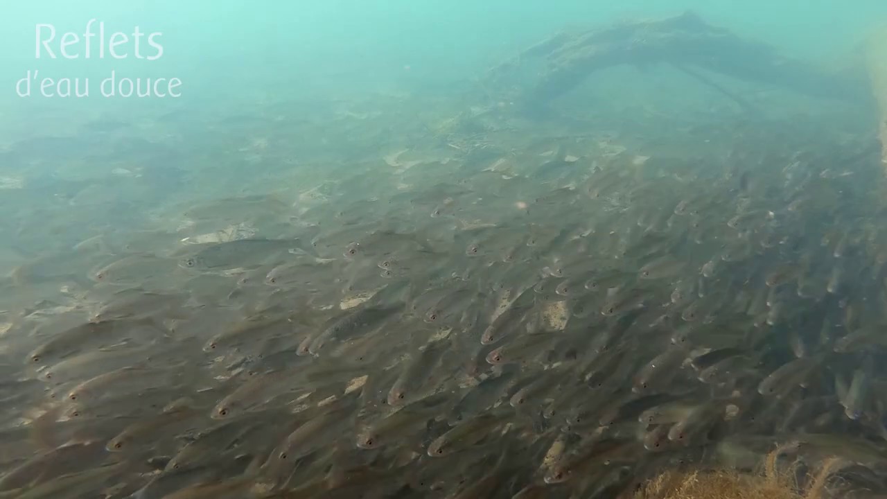 Que font les poissons de nos rivières en hiver ? - YouTube