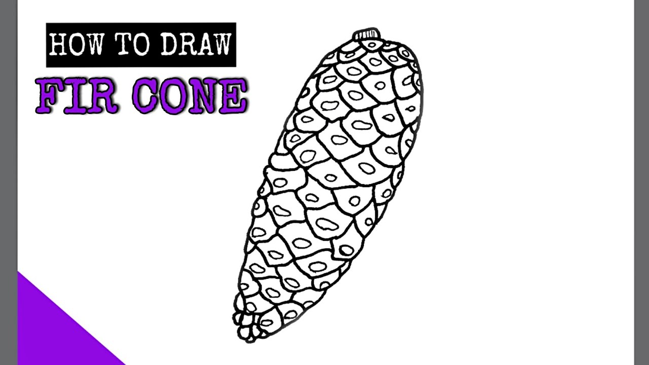 How to draw a fir cone | Drawing a pinecone - YouTube