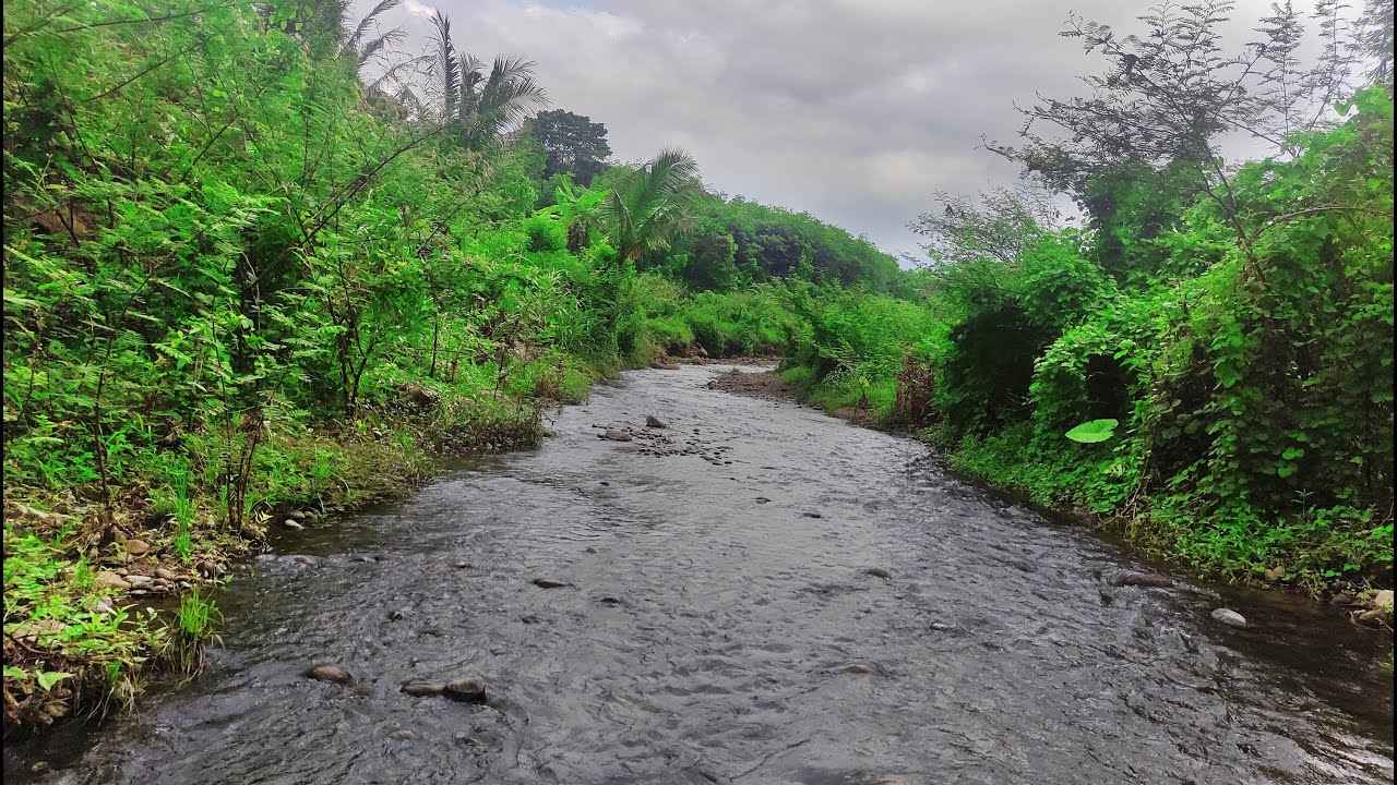 Beautiful spring water and peaceful bird sounds early in the morning ...