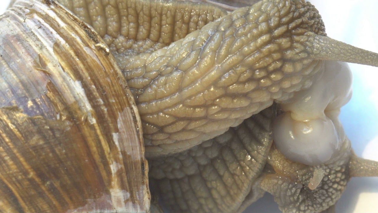 Snail couple mating beautifull view close up macro - YouTube