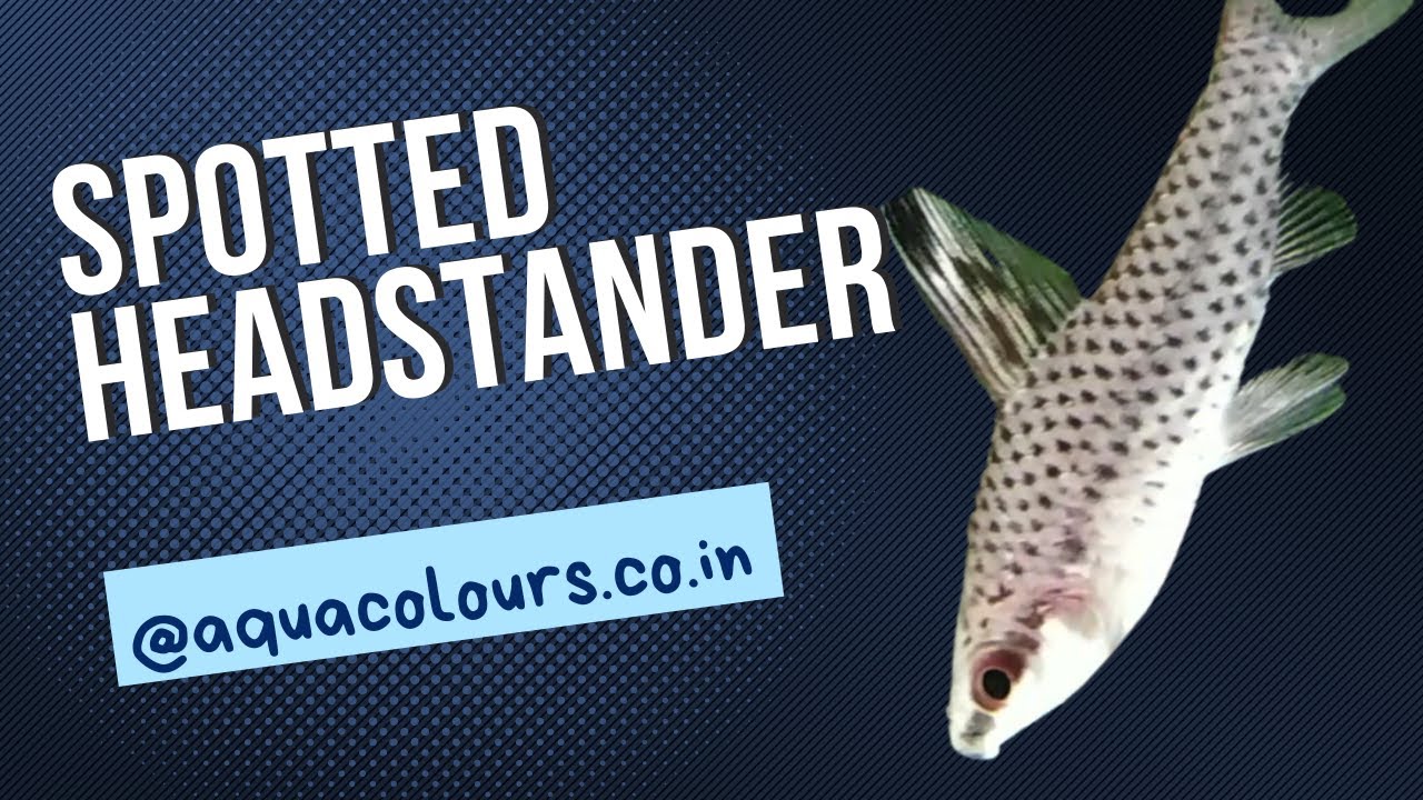 Spotted Headstander - YouTube